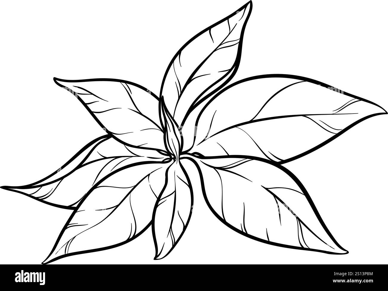 Tea Plant with Leaves Outline Illustration Stock Vector Image & Art - Alamy