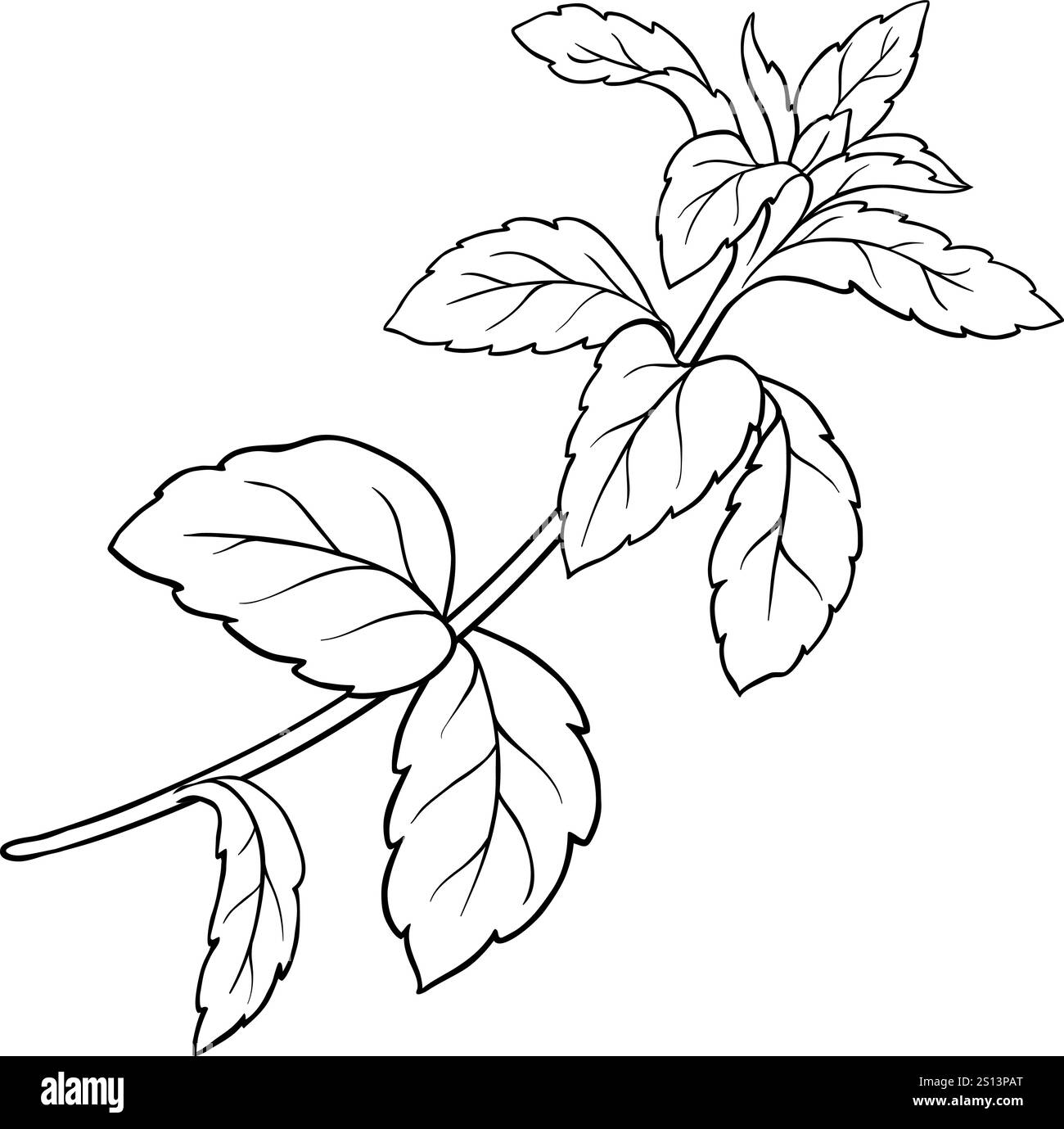 Stevia Branch with Leaves Outline Illustration Stock Vector Image & Art - Alamy
