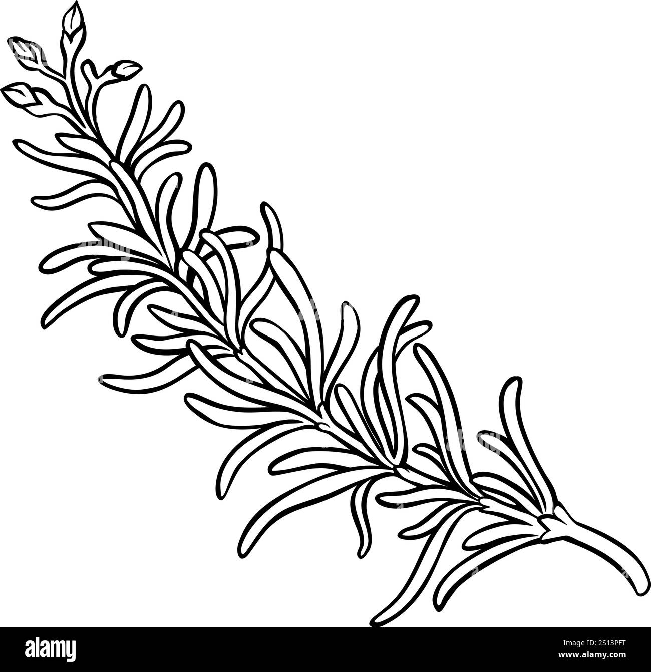 Rosemary Branch with Flowers Outline Illustration Stock Vector Image ...