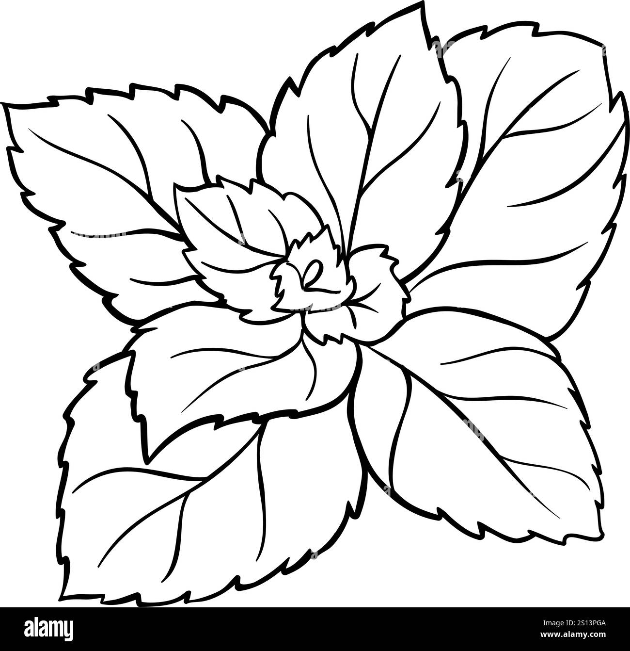 Peppermint Branch Isolated Outline Illustration Stock Vector Image ...