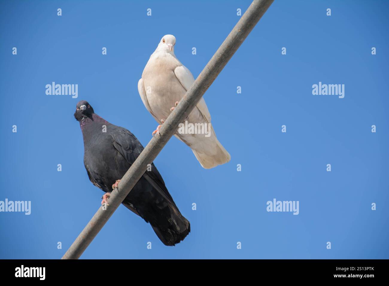Beautiful doves in nature. Domestic pigeons. Beautiful birds. Dove ...
