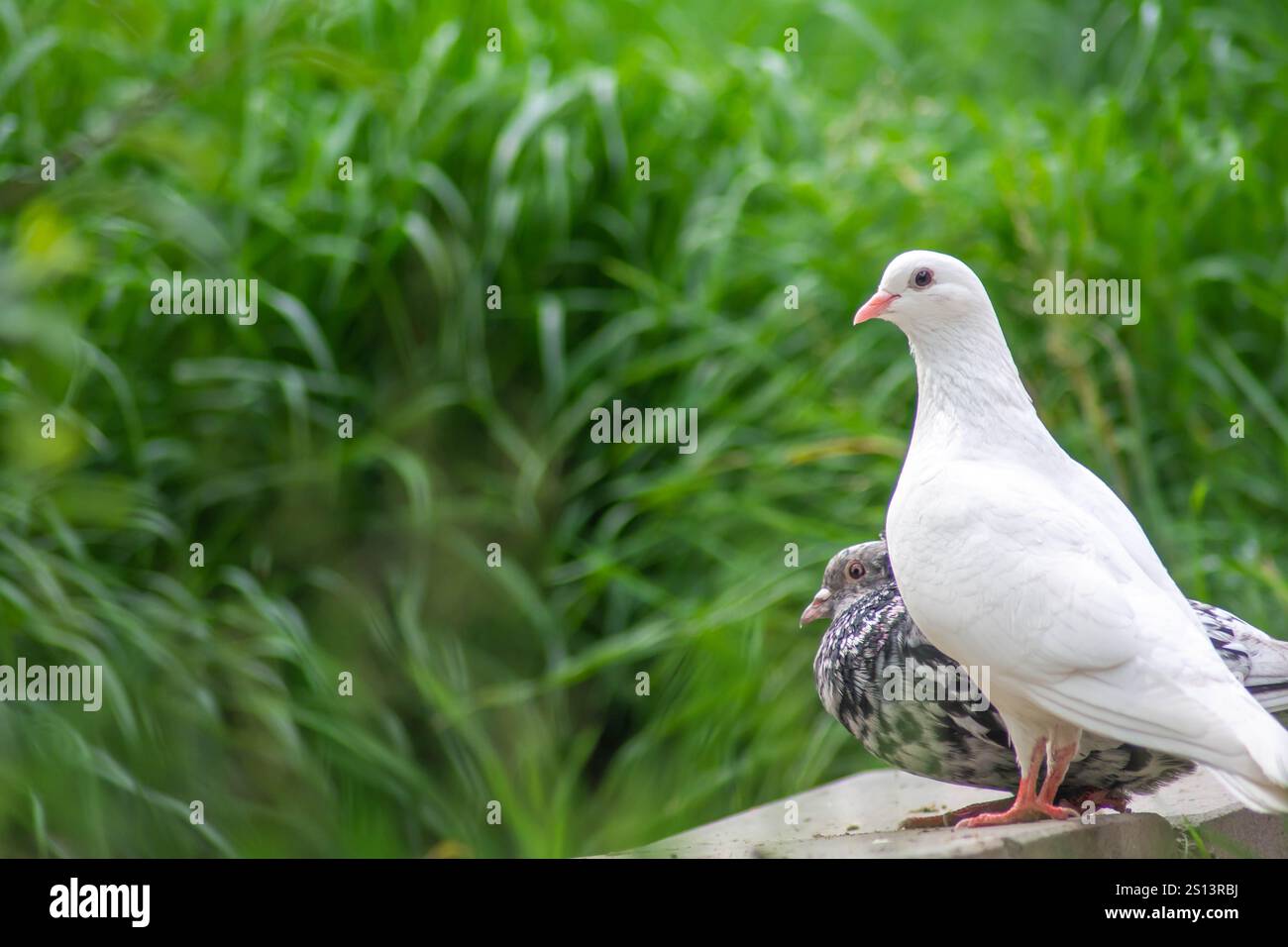 Beautiful doves in nature. Domestic pigeons. Beautiful birds. Dove ...