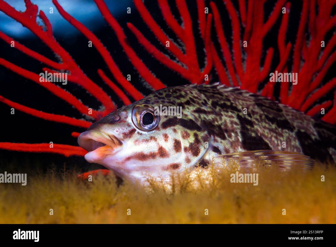 Redfingers fish hi-res stock photography and images - Alamy
