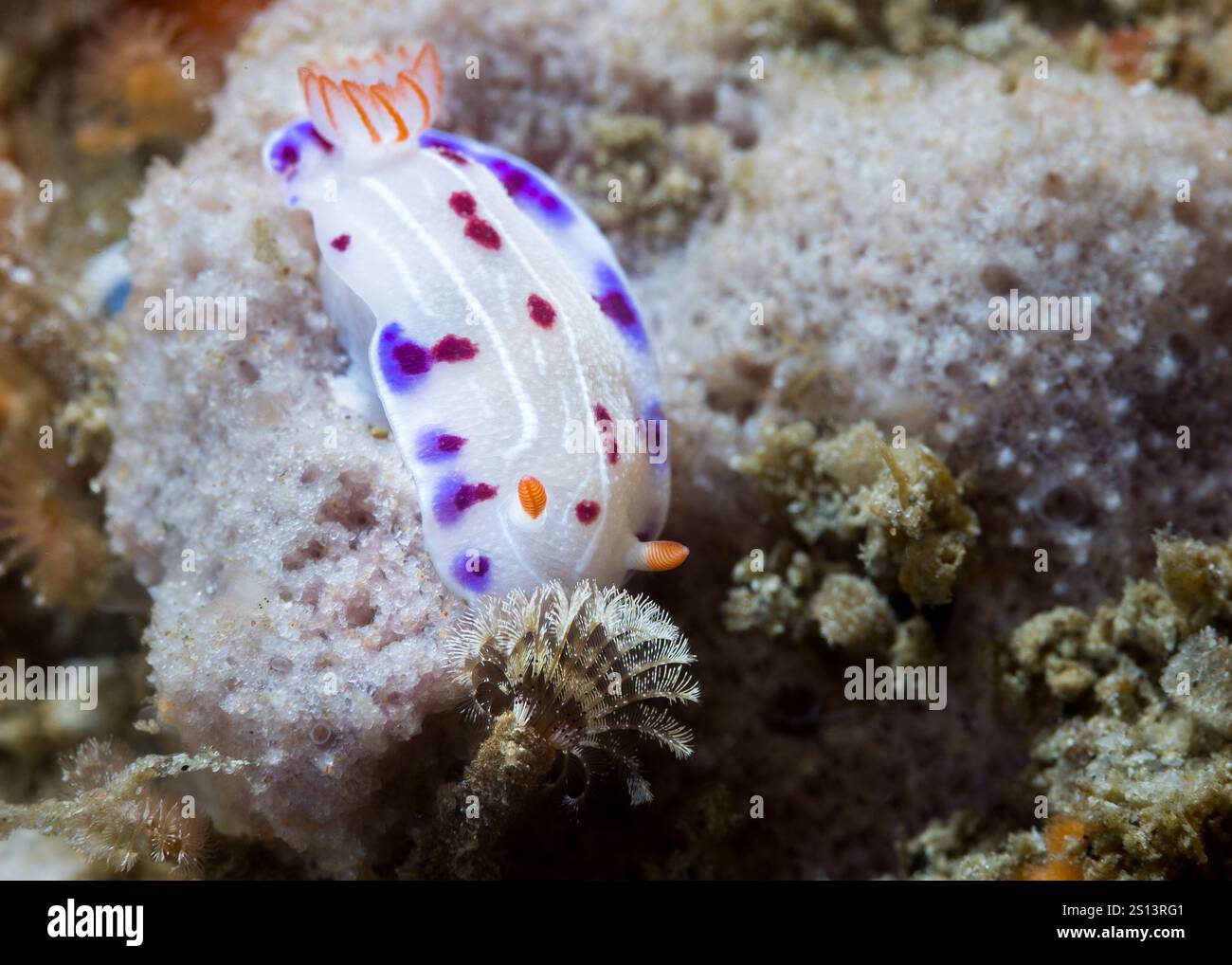 Cape dorid (Hypselodoris capensis) nudibranch underwater, a white ...