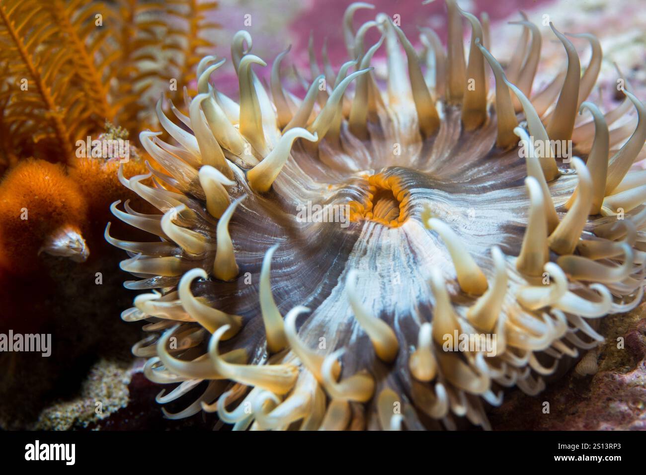 Closeup of a Striped anemone underwater with dark and light brown ...