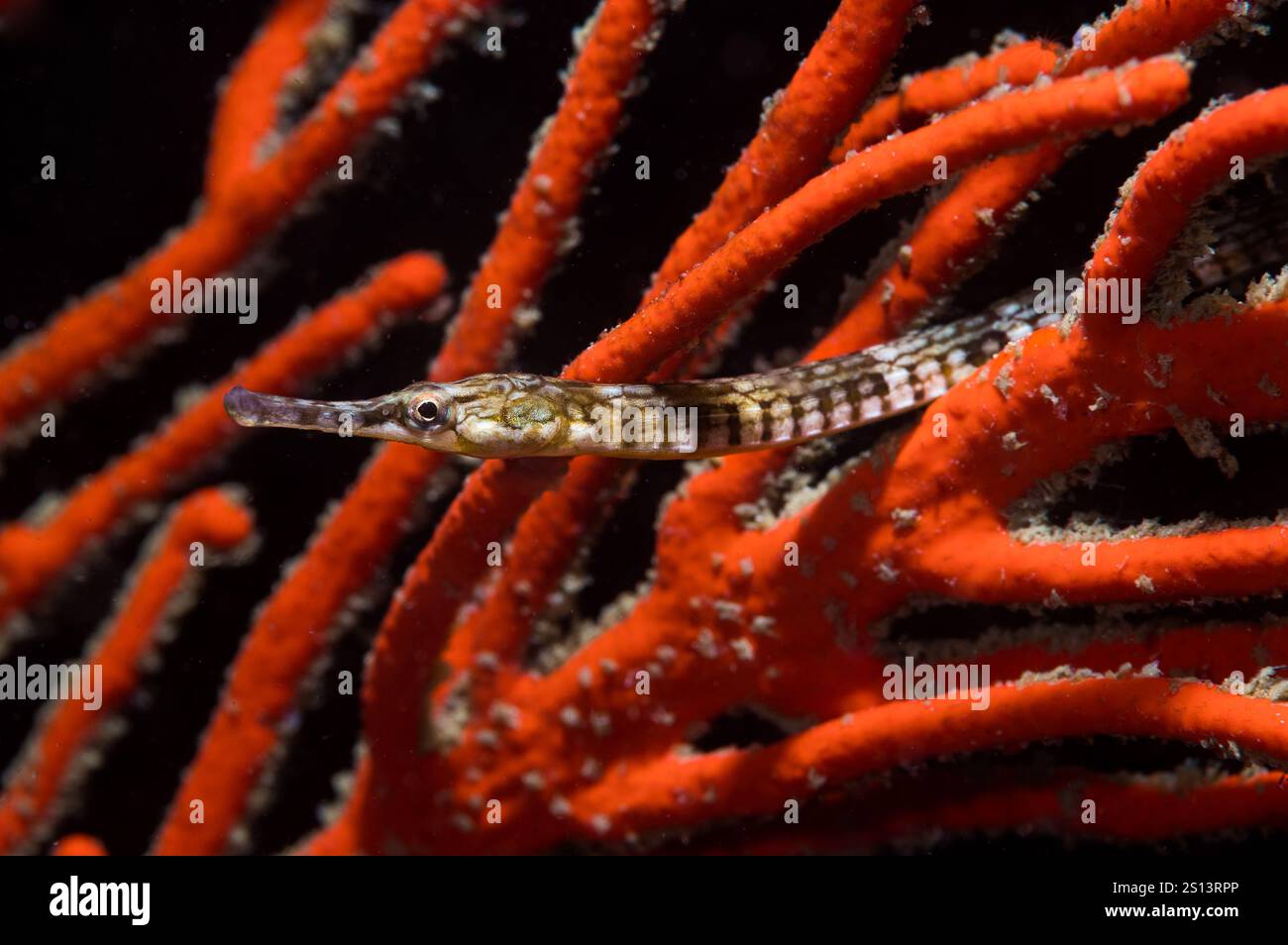 Macro photo of a brown Longsnout pipefish (Syngnathus temminckii ...