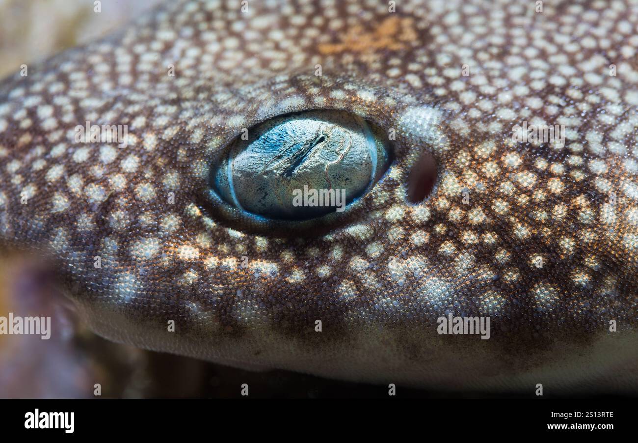 Macro closeup photo of a Puffadder shyshark (Haploblepharus edwardsii ...