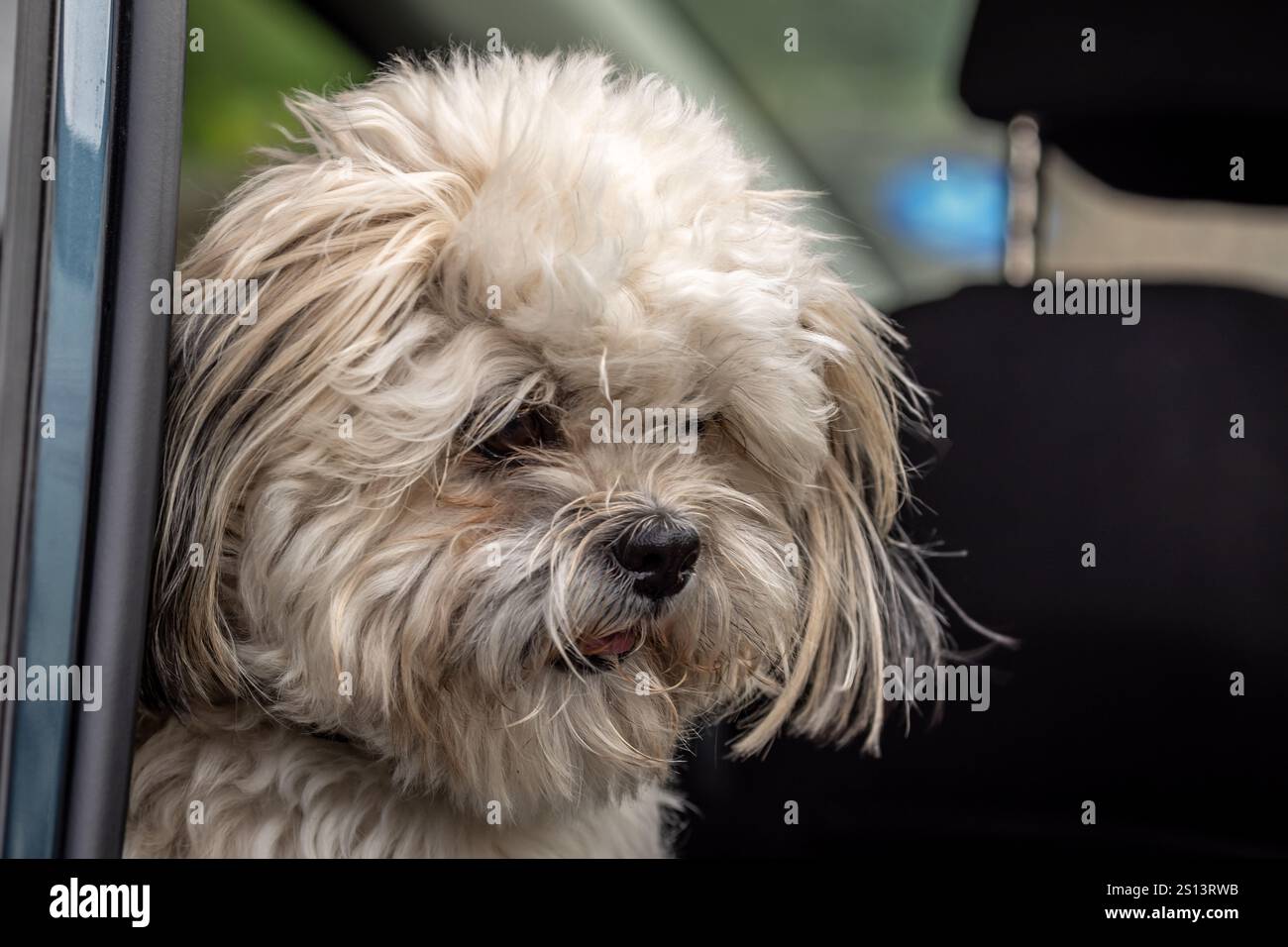 Cute black white cockapoo hi-res stock photography and images - Alamy