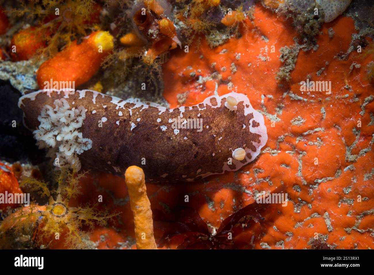 Variable dorid (Aphelodoris brunnea) nudibranch sea slug underwater on ...