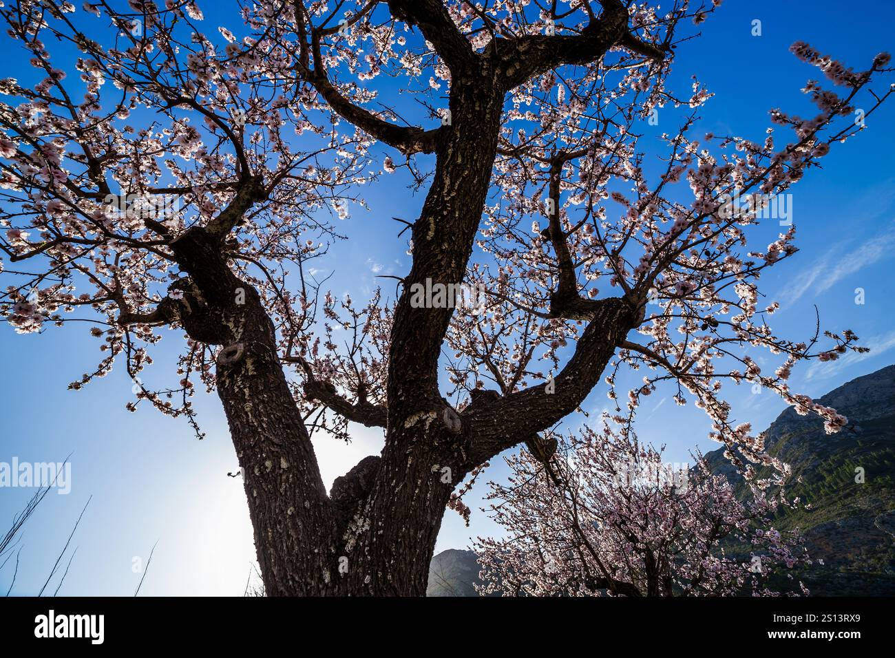 Almond trees in blossom in the Jalón valley Stock Photo - Alamy