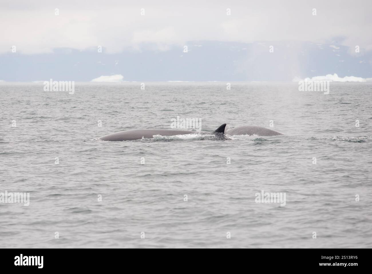 A captivating image of fin whales gliding gracefully through the ocean ...