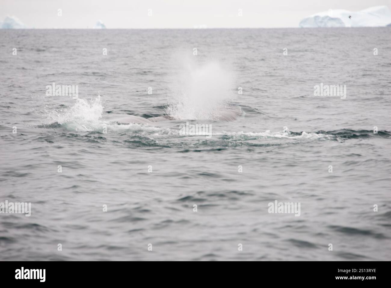 A dramatic scene of a feeding frenzy as fin whales (Balaenoptera ...