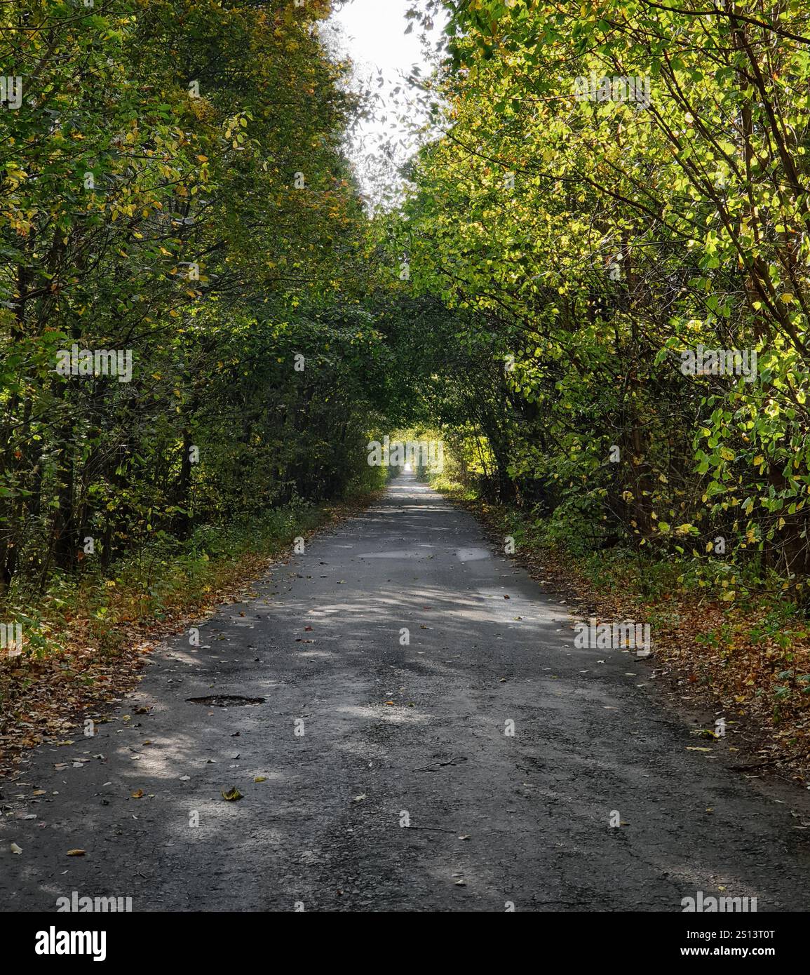Old road in autumn forest. Rural road with few potholes. Green forest ...