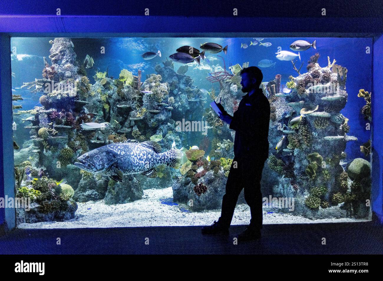 Bristol, UK. 30th Dec 2024. The 2025 Animal Count starts to take place ...