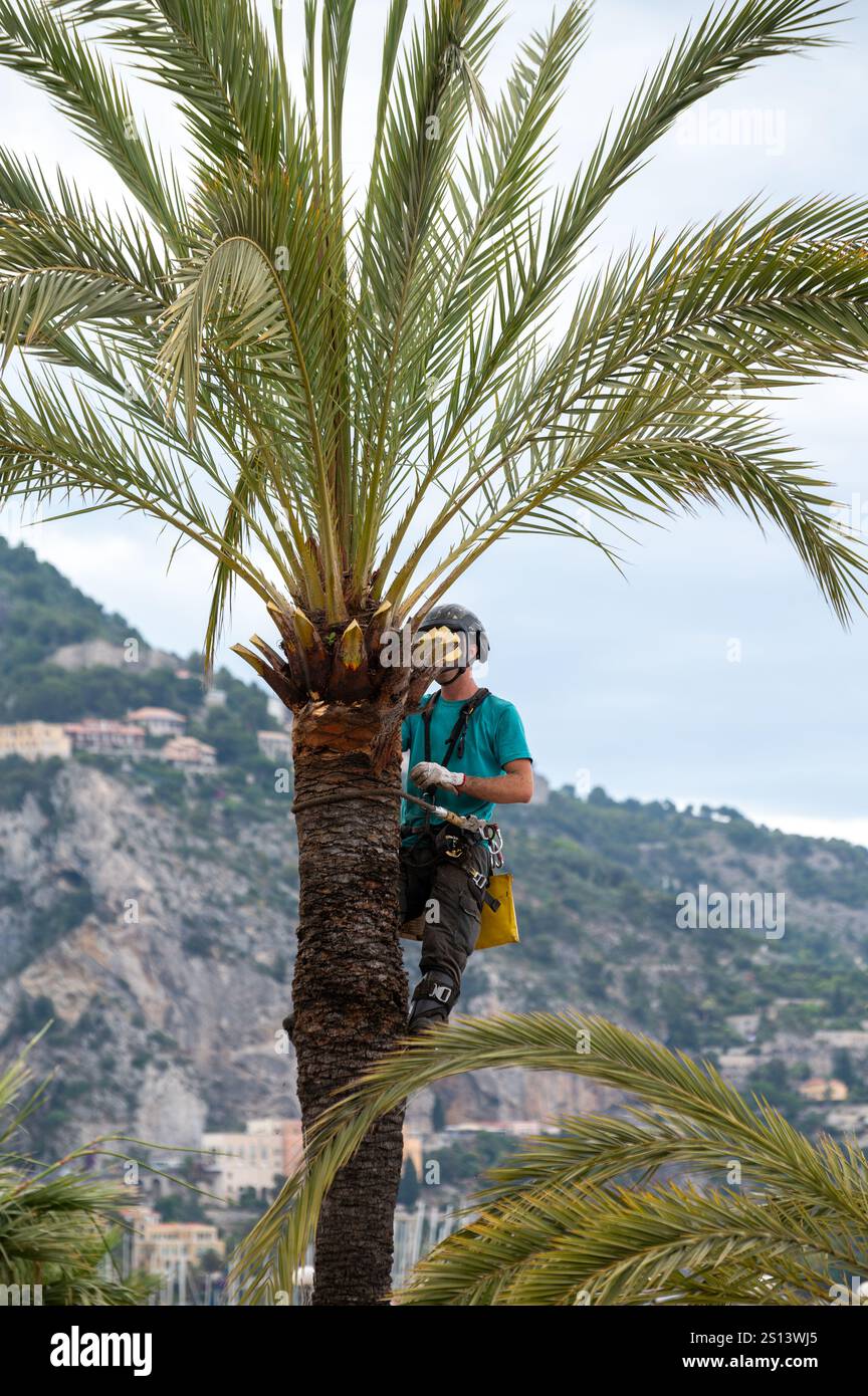 Seasonal maintenance work on trunk and leaves of palm trees on the ...