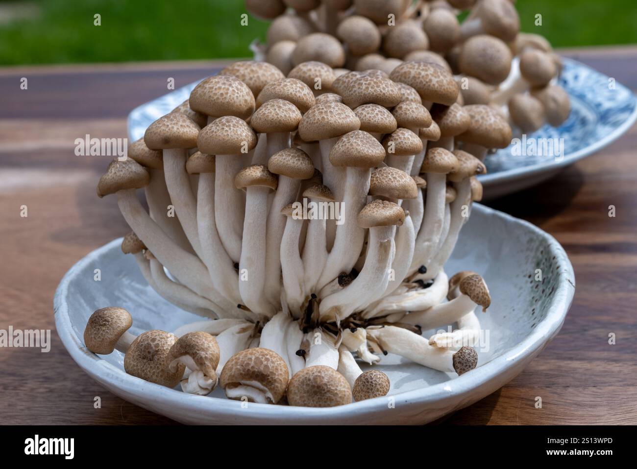 Fresh brown shimeji edible mushrooms native to East Asia, buna-shimeji ...