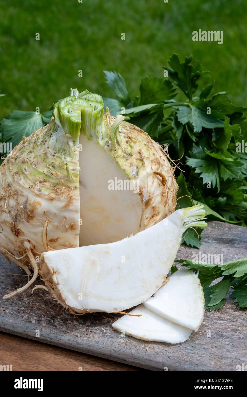 Celery root head, fresh celeriac, source of vitamins, fresh healthy ...