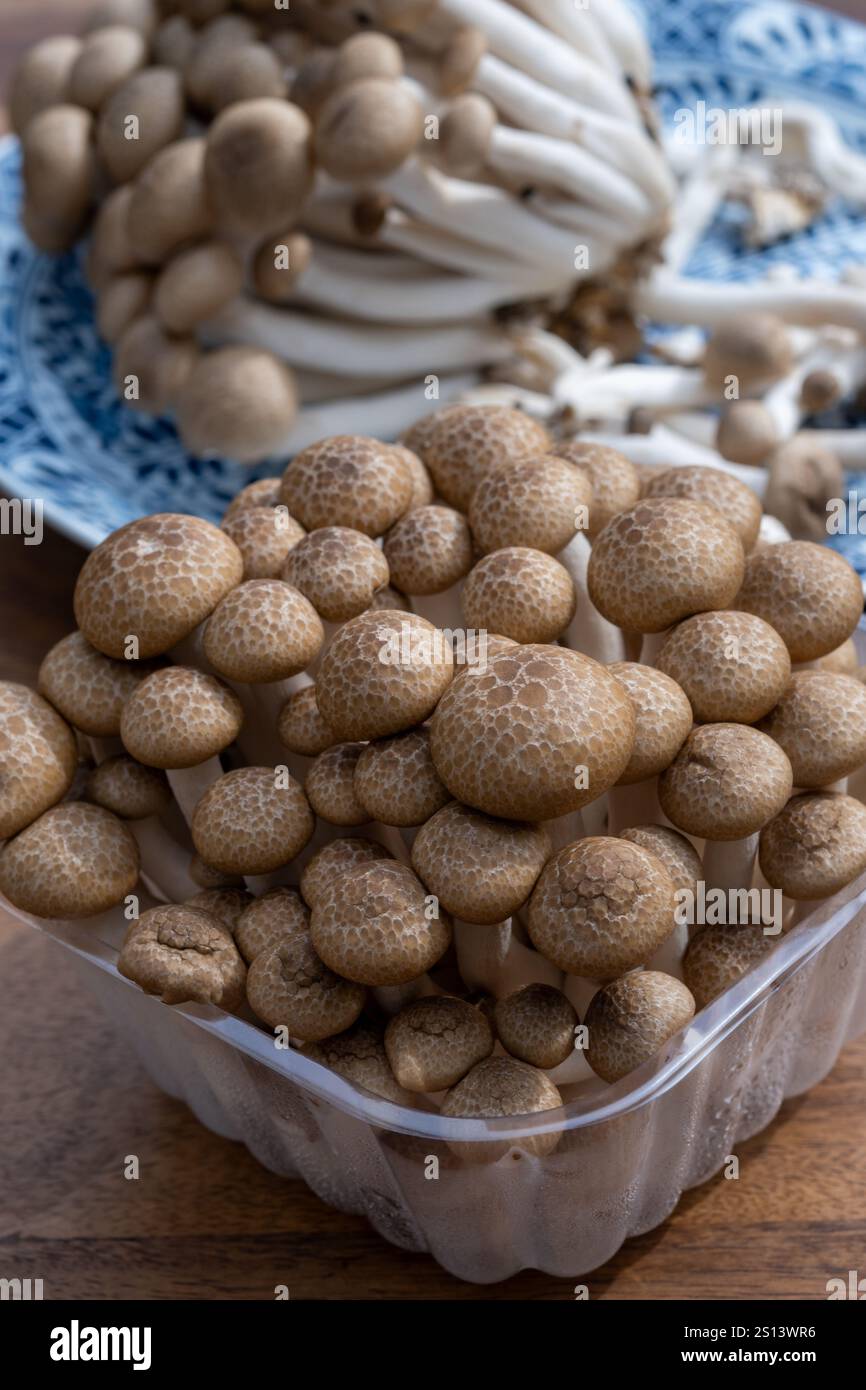 Fresh brown shimeji edible mushrooms native to East Asia, buna-shimeji ...