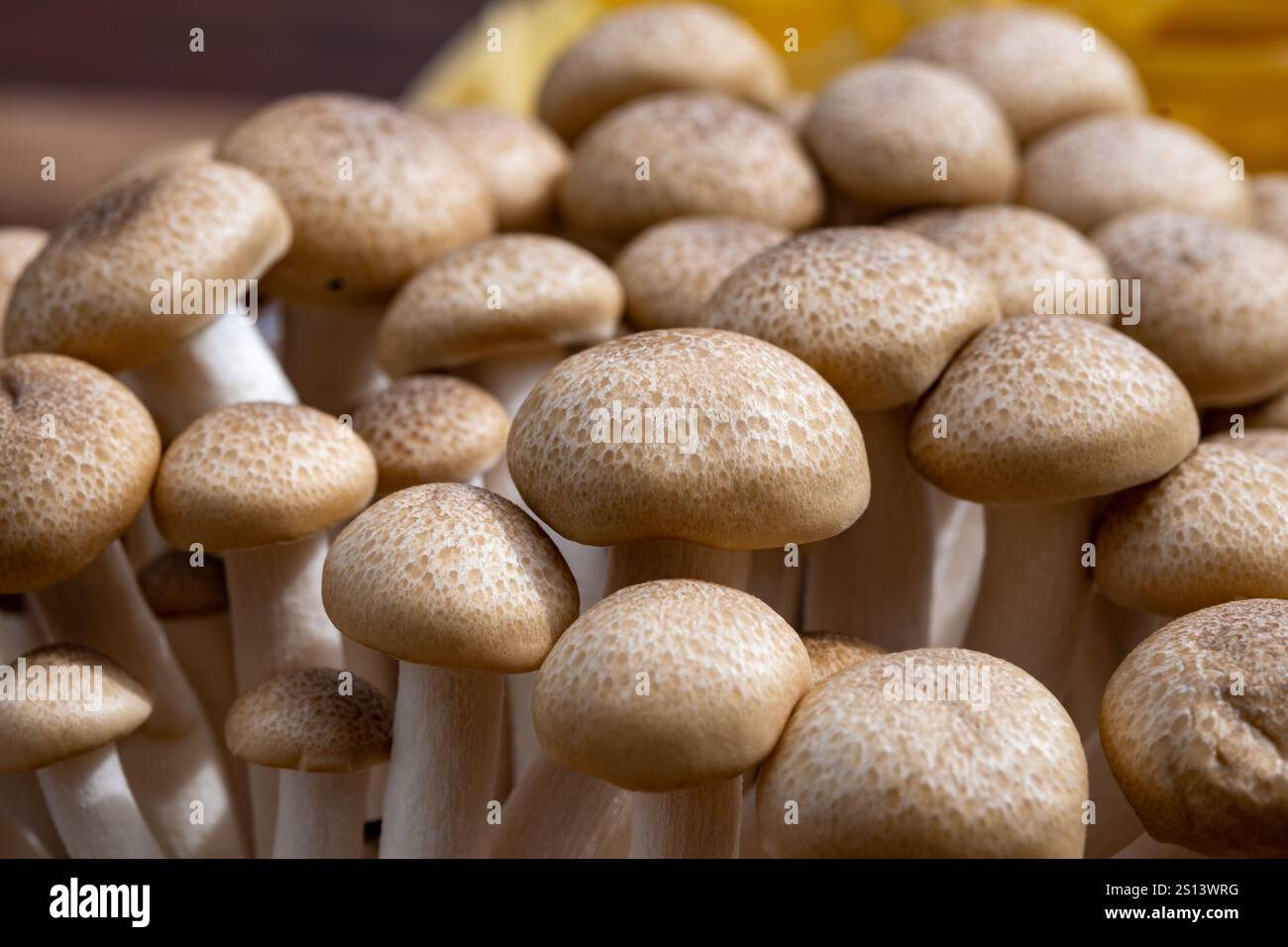 Fresh brown shimeji edible mushrooms native to East Asia, buna-shimeji ...