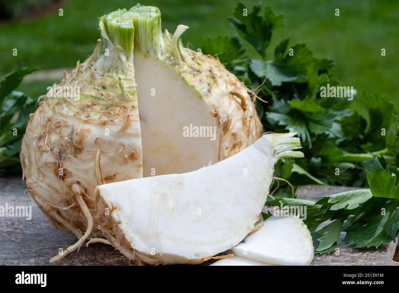 Celery root head, fresh celeriac, source of vitamins, fresh healthy ...