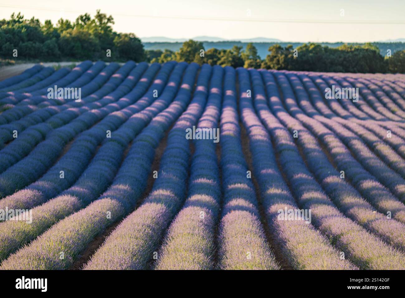 Lavender Fields in Brihuega, Spain - A Summer Dream Stock Photo - Alamy