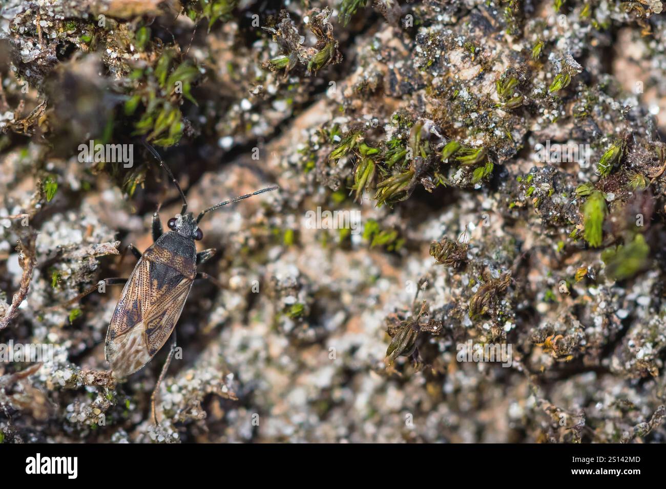 Dirt-colored Seed Bug (Sphragisticus nebulosus), sits well camouflaged ...