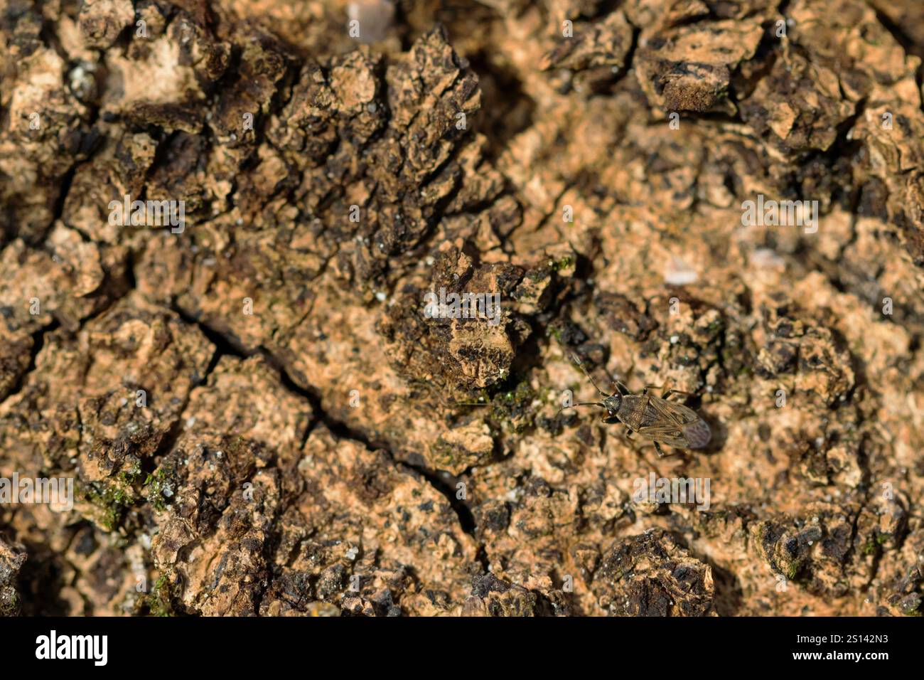 Dirt-colored Seed Bug (Sphragisticus nebulosus), sits well camouflaged ...