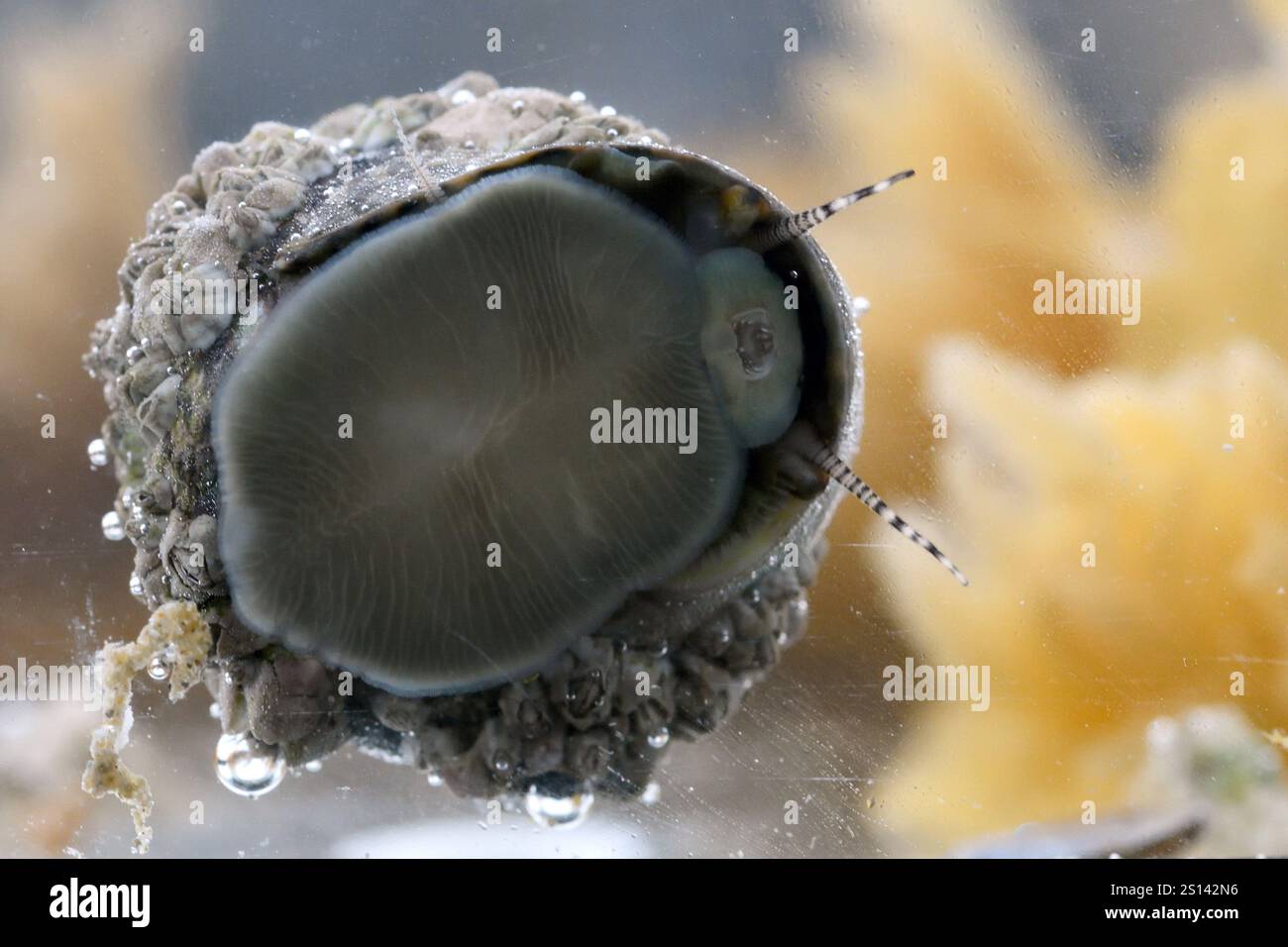 Common limpet, Common European limpet (Patella vulgata), sucked at a ...