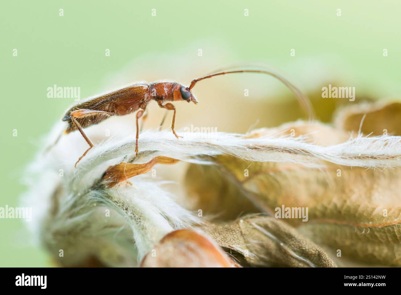 Brown Longhorn Beetle (Obrium brunneum), side view, Germany, Baden ...