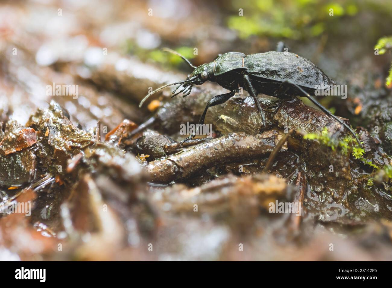 Central European black ditchbeetle (Carabus variolosus nodulosus ...