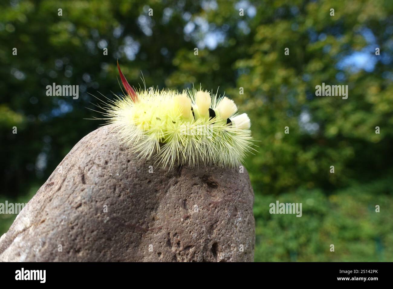Pale tussock, Red-tail moth (Dasychira pudibunda, Olene pudibunda ...