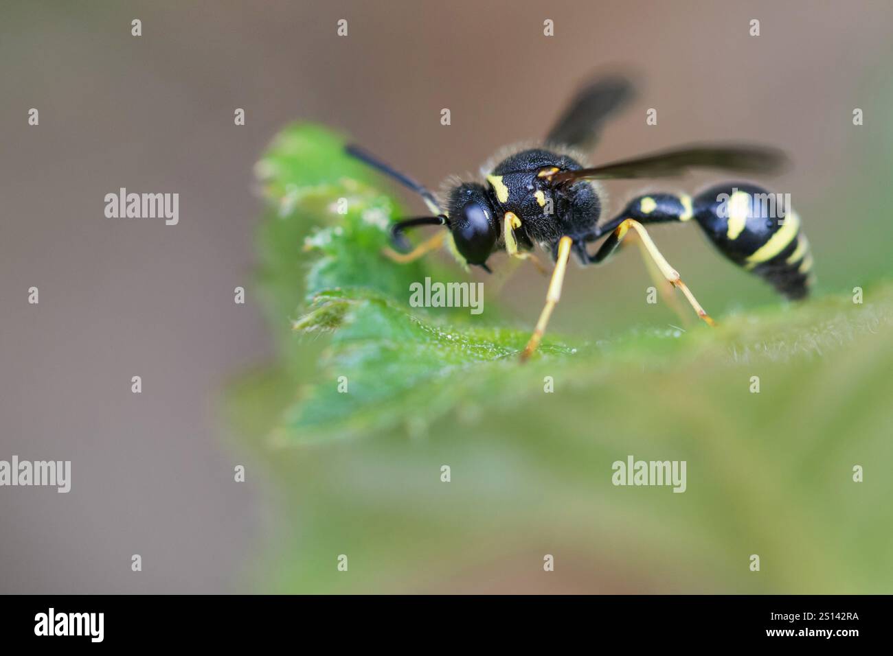 potter wasps (Eumenes pedunculatus), Male sitting on a leaf, side view ...