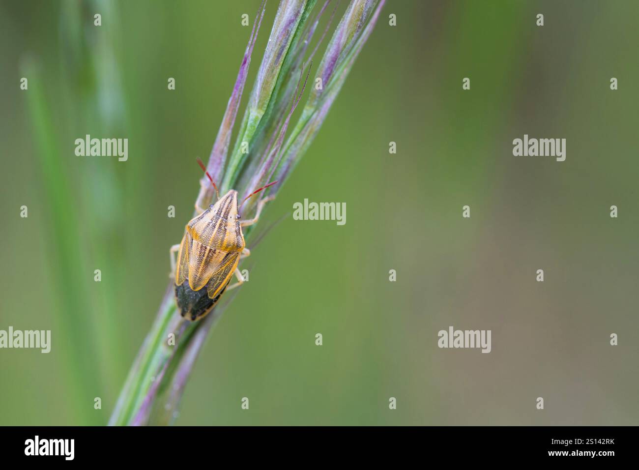 Bishop's mitre, Bishop's mitre bug (Aelia acuminata), sittzing an grass ...