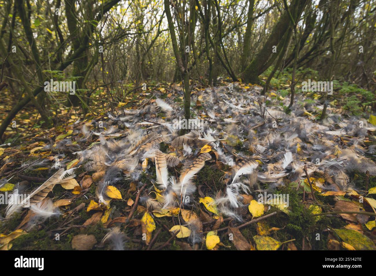 long-eared owl (Asio otus), remainings of a Long-eared Owl under shrubs ...