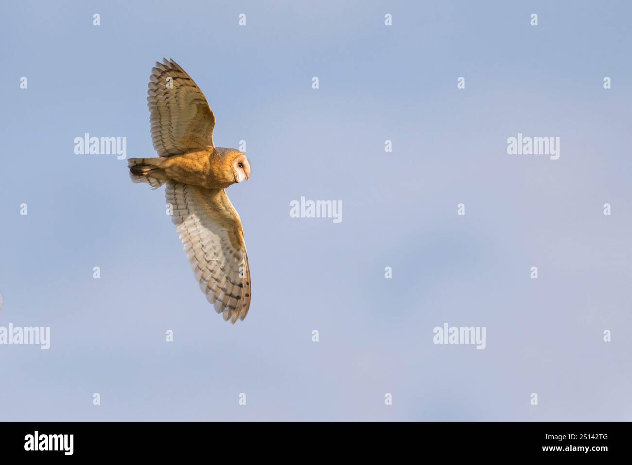 Barn owl (Tyto alba), in flight in the sky, side view, Germany, Lower ...