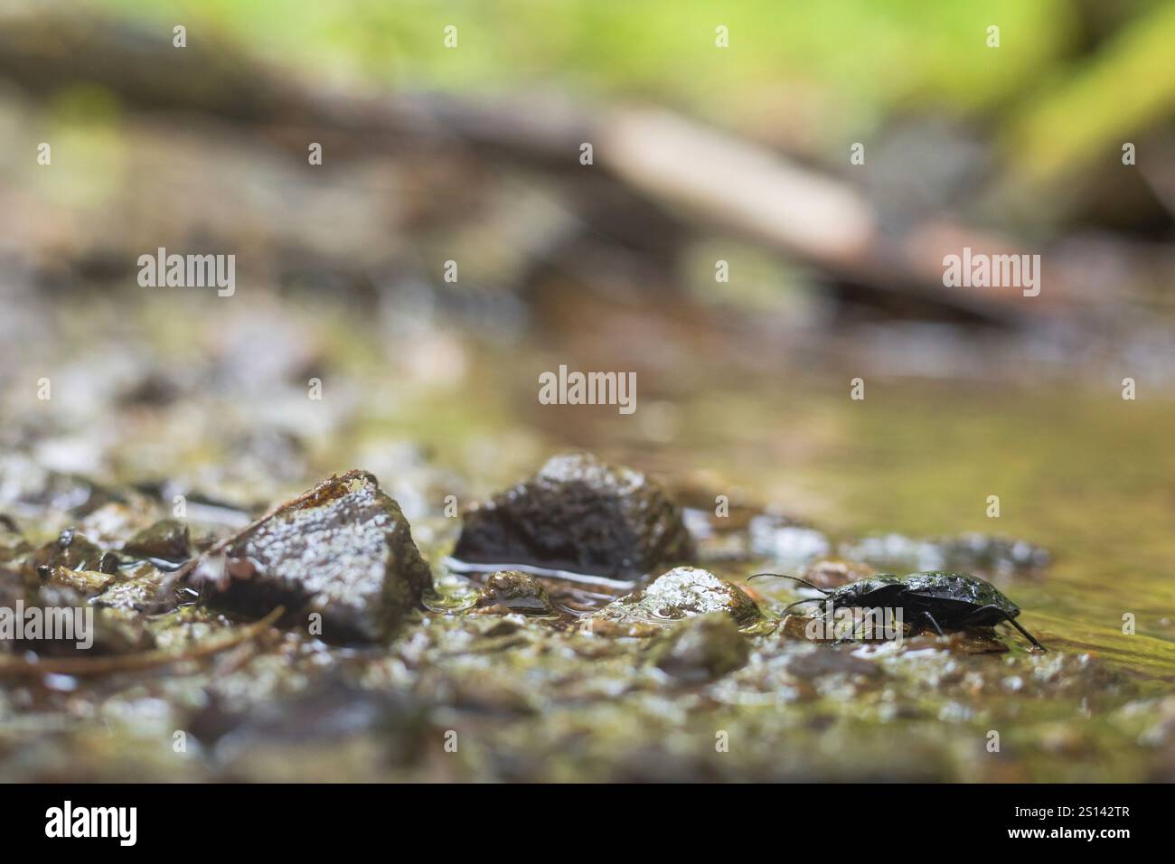 Central European black ditchbeetle (Carabus variolosus nodulosus ...