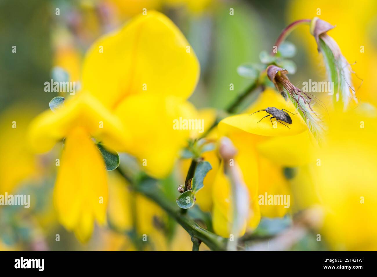 capsid bug (Heterocordylus tibialis), sitting on Scotch broom, Germany ...