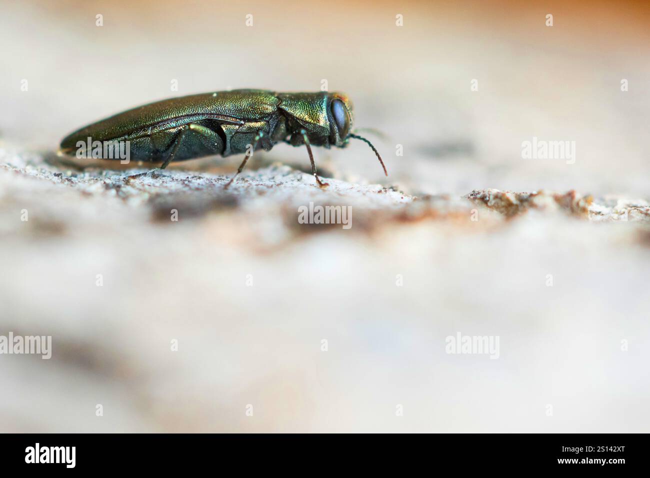 European oak borer hi-res stock photography and images - Alamy