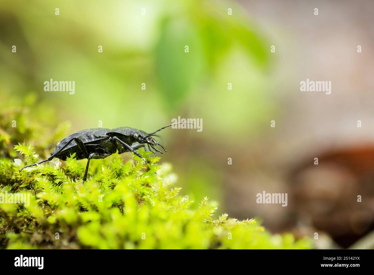 Central European black ditchbeetle (Carabus variolosus nodulosus ...