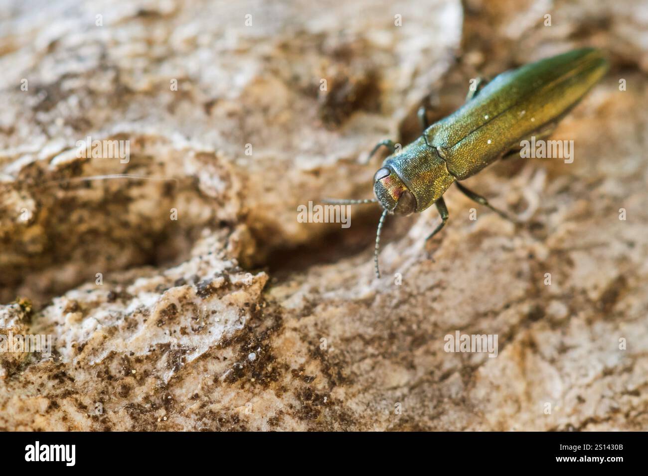 European oak borer (Agrilus sulcicollis), female, Germany, Baden ...