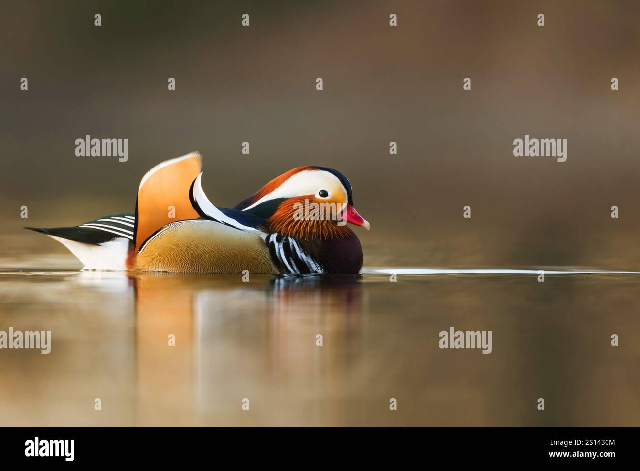 mandarin duck (Aix galericulata), drake swims on a lake, Germany Stock ...