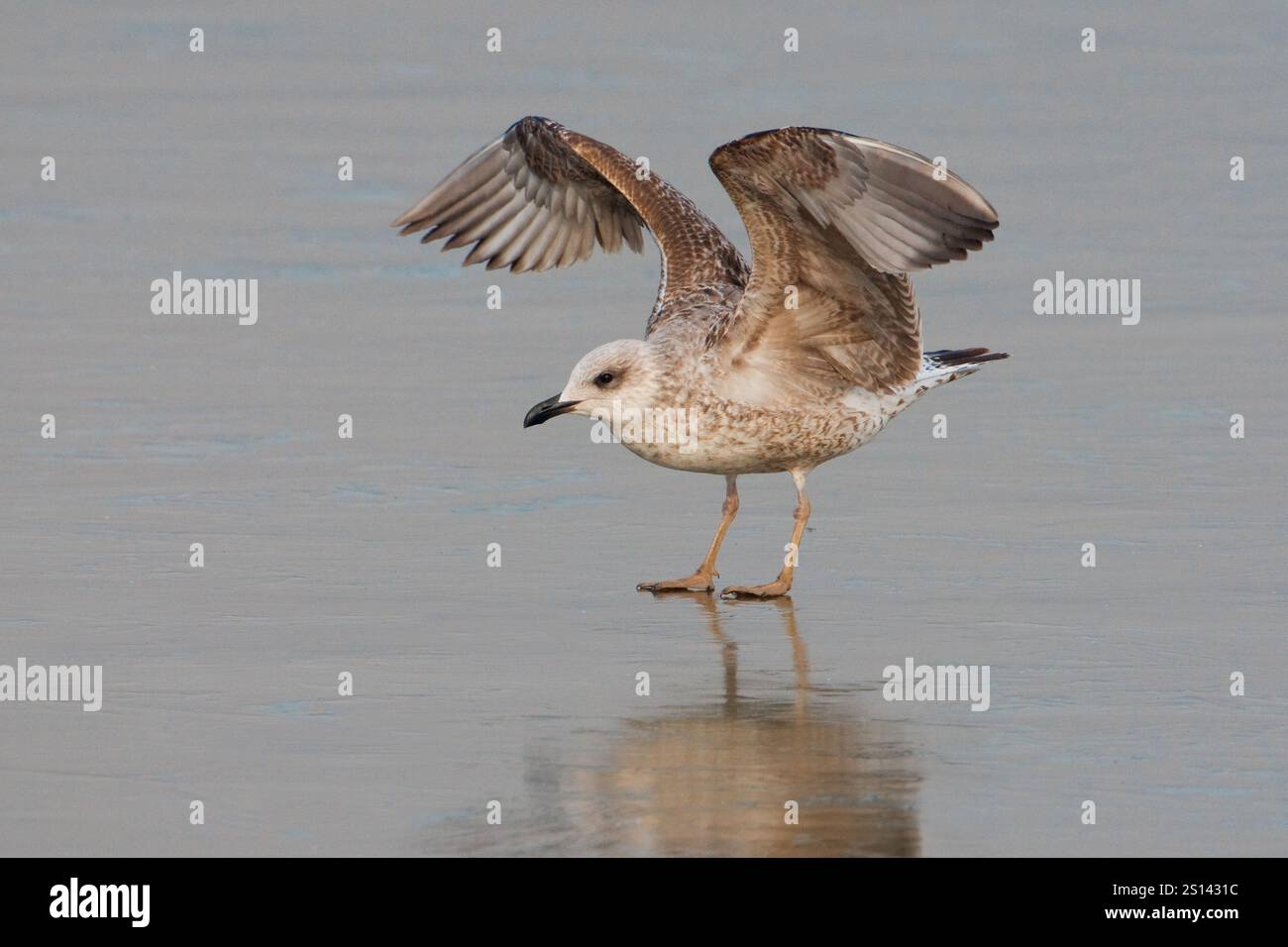 Yellow-legged Gull (Larus michahellis, Larus cachinnans michahellis ...