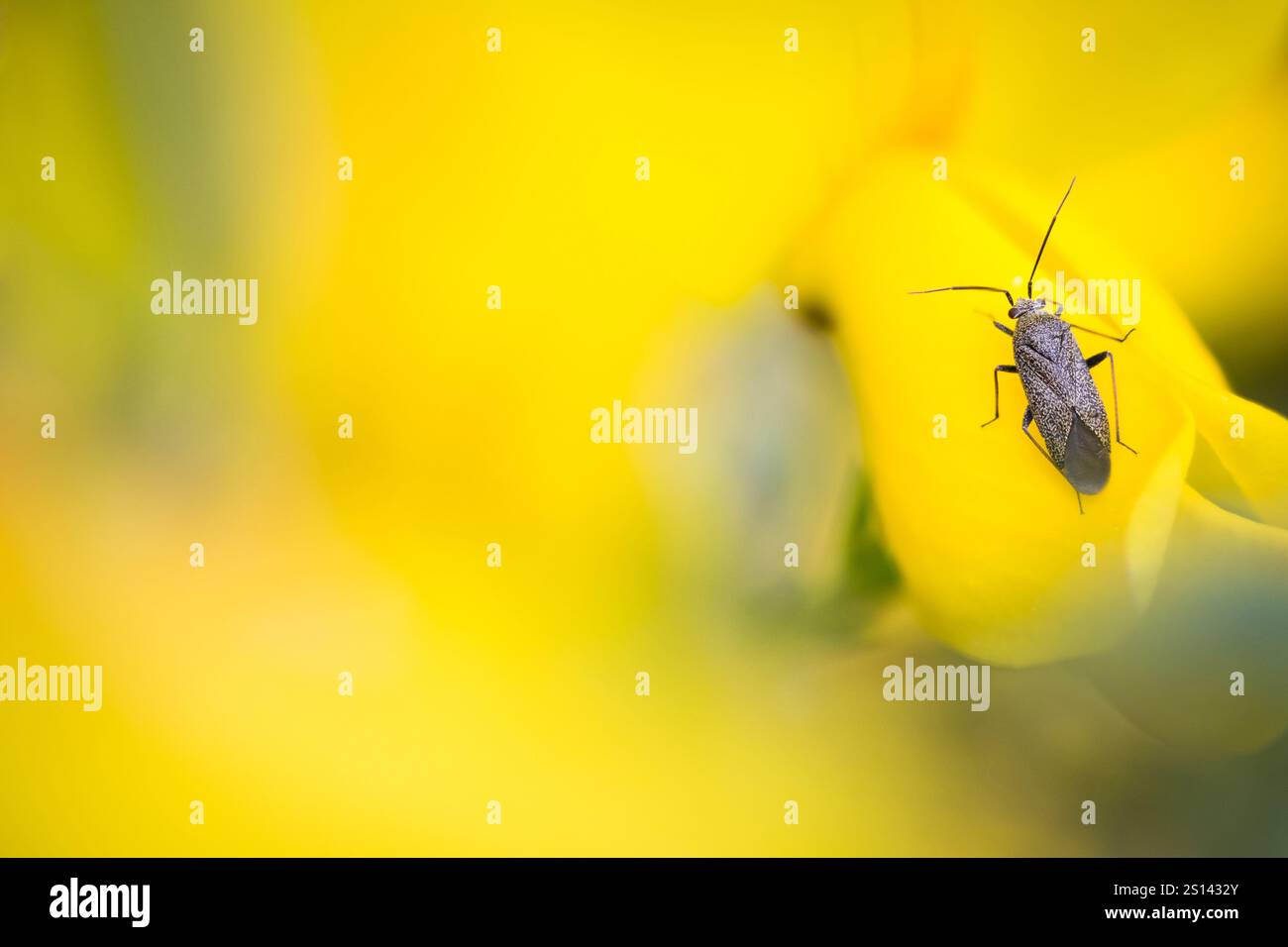 Macro image of an insect in Germany (Heterocordylus tibialis), sitting ...