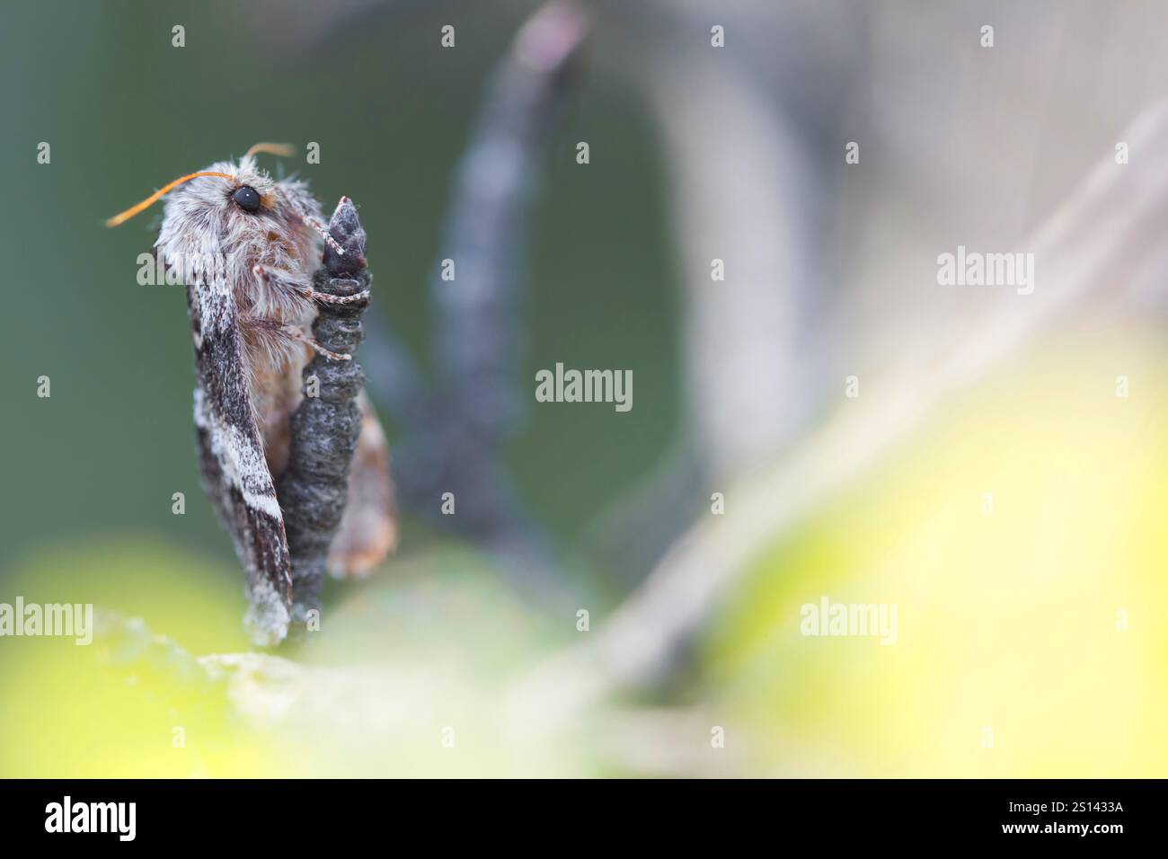 Marbled Brown (Drymonia dodonaea, Drymonia trimaculata), sitting on a ...