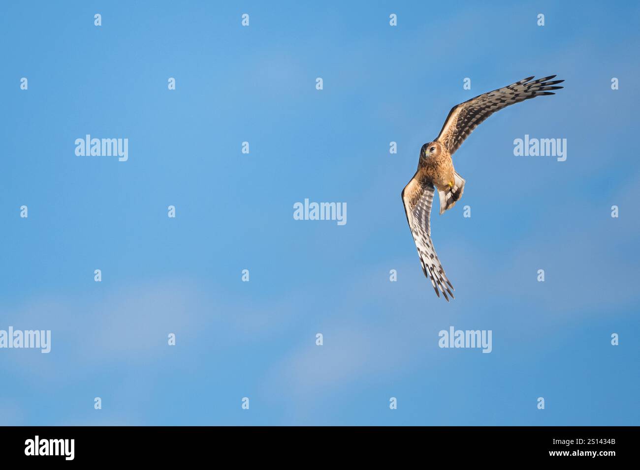 hen harrier (Circus cyaneus), young hen harrier in flight, front view ...