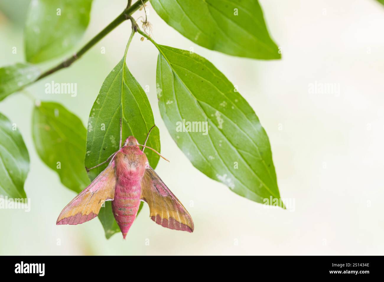 Small elephant hawkmoth, Small elephant hawk-moth (Deilephila porcellus ...