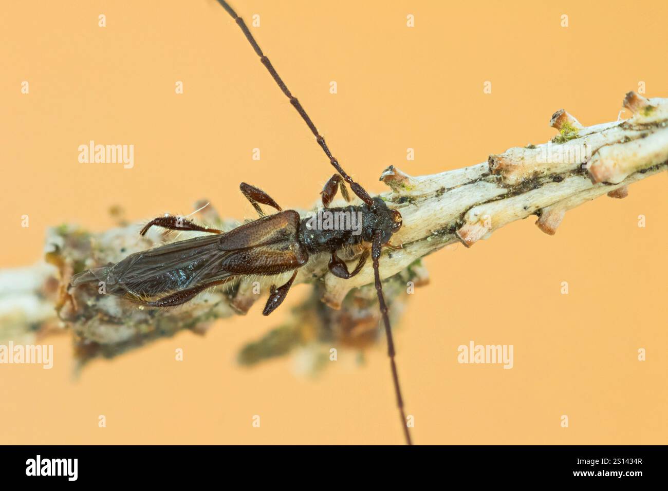 lonhorn beetle (Molorchus umbellatarum), sitting on a branch, Germany ...