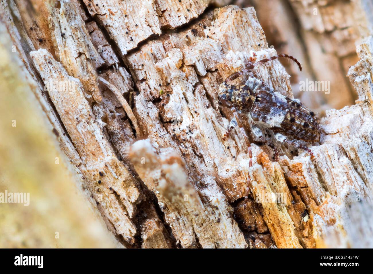 Conifer-wood longhorn beetle, Pine Longhorn (Pogonocherus fasciculatus ...