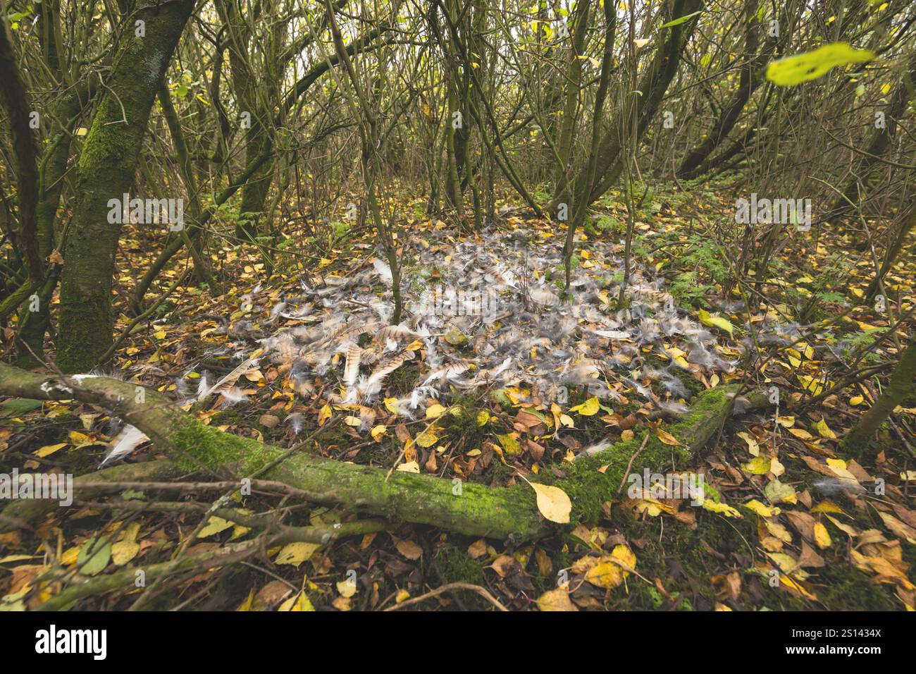 long-eared owl (Asio otus), remainings of a Long-eared Owl under shrubs ...