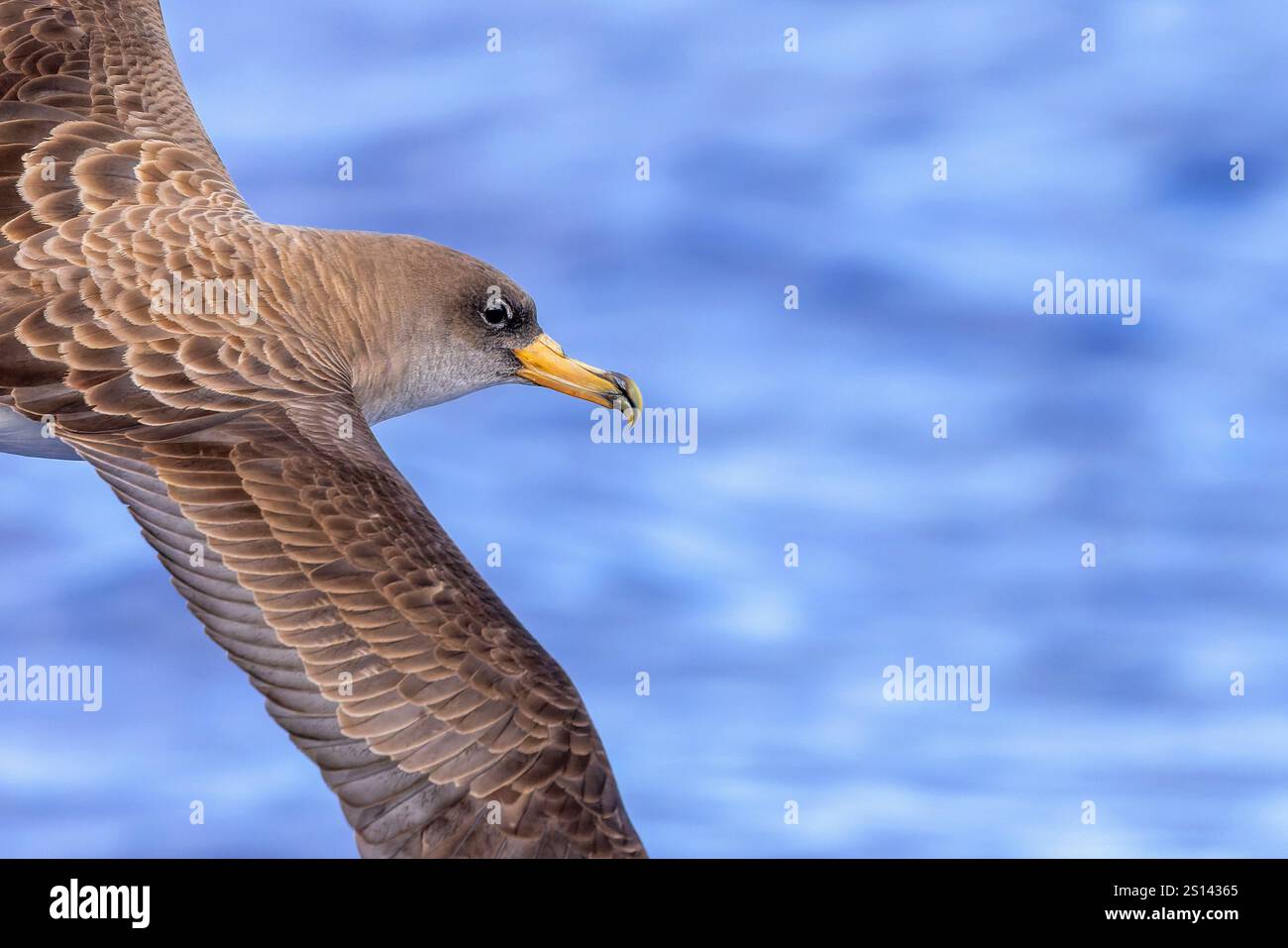 Cory's Shearwater (Calonectris borealis, Calonectris diomedea borealis ...